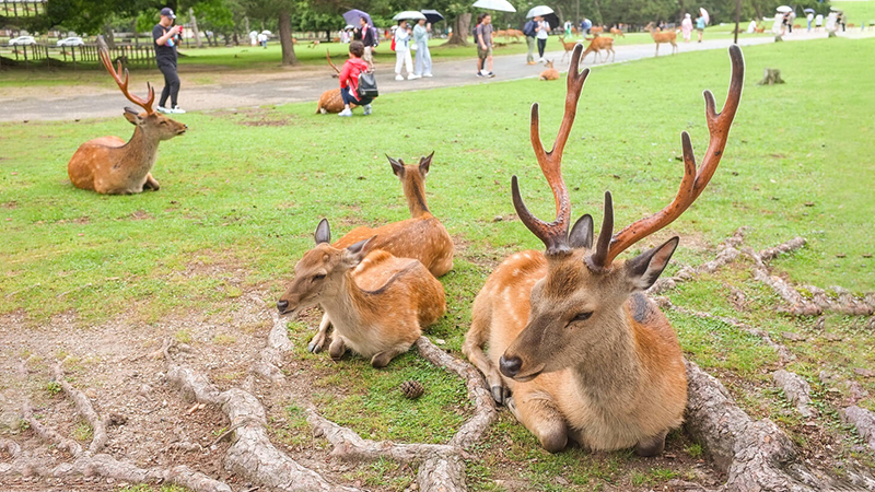 Japan Reopens to Individual tourists — Travel with Lindela